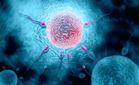 Female Reproductive System Royalty Free Stock Photos Image