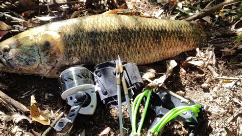 Pesca Estilingue Essa Foi A Maior Que Eu Peguei Slingshot
