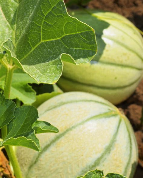 Bio Farming Company Hawo Fruits Spain