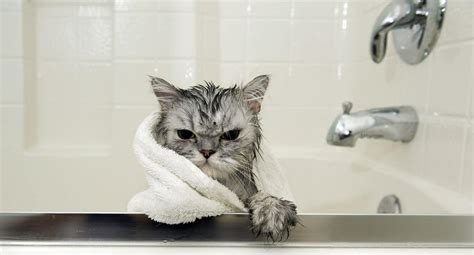 Ciencia explica por qué razón los gatos odian el agua hay datos