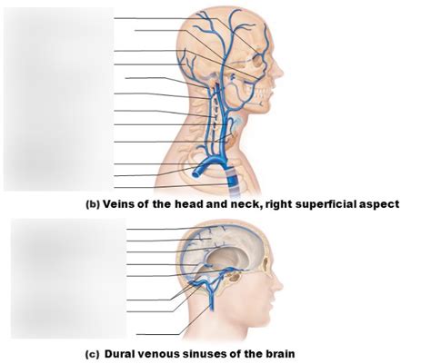 Veins Of The Head And Neck Diagram Quizlet