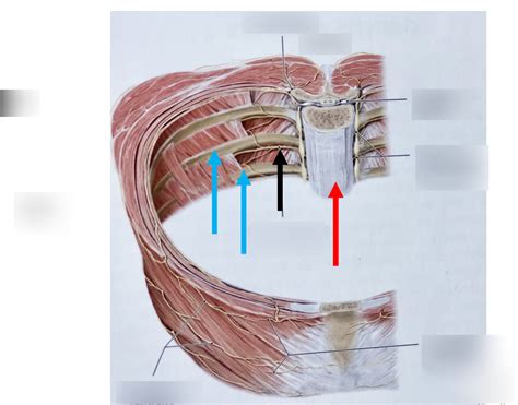 Nerf Intercostal Diagram Quizlet