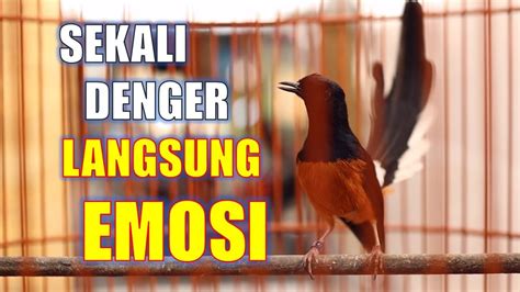 11 DETIK SORE HARI GAK PAKE LAMA MURAI BATU GACOR ISIAN MEWAH INI