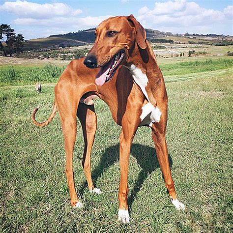 Les 10 Races De Chiens Les Plus Rares Du Monde Sont Super Adorables