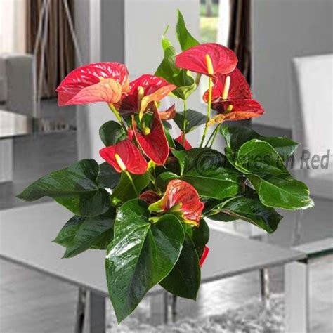Anthurium Una Hermosa Planta Con Flores Rojas Y Hojas Verdes Que Hacen
