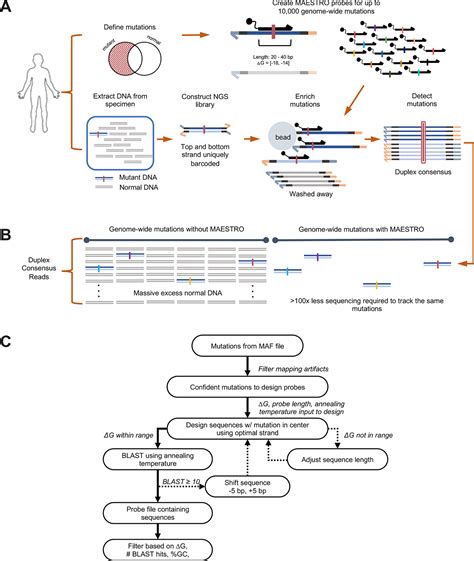 massively parallel enrichment of low frequency alleles enables duplex sequencing at low depth