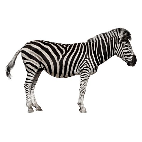 Zebra PNG Images Transparent HD Photo Clipart Photo Clipart Zebra