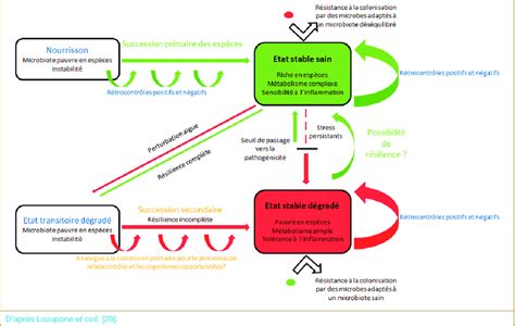 Transitions De La Composition Du Microbiote Intestinal Humain