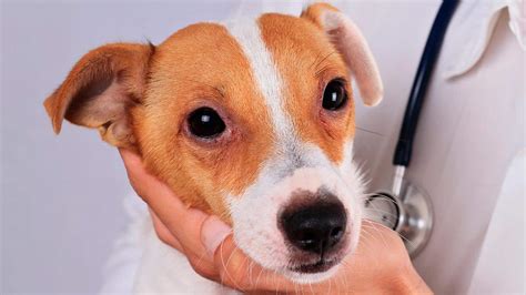 Allergie beim Hund häufige Formen Symptome Behandlung im Überblick