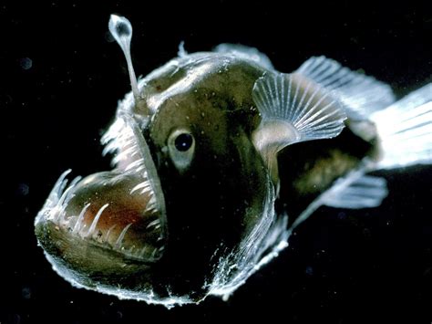 Criaturas Assustadoras Das Profundezas Do Oceano Olhar Curiosidades