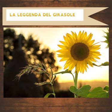 Book Creator La Leggenda Del Girasole