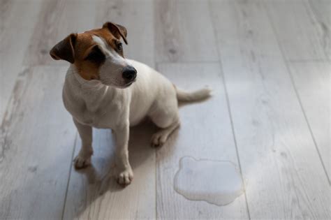 Puddle Of Pee In The Big Bed