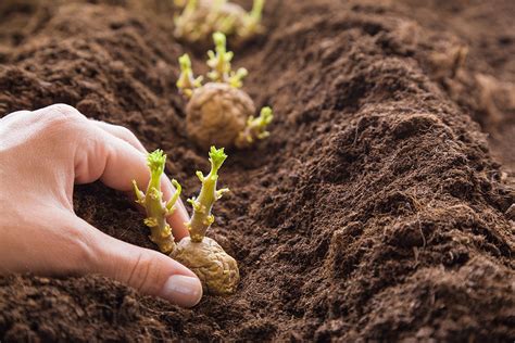 Info Top Planter Pommes De Terre Germ Es Terbaru