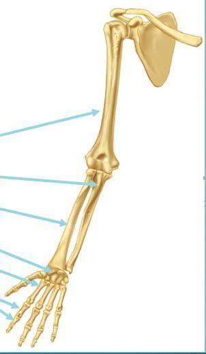 Upper Limb Diagram Quizlet