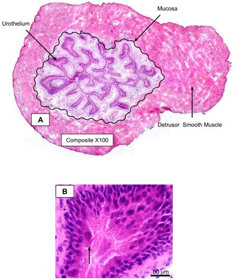 Representative Photomicrograph Of The Expected Morphology Of The