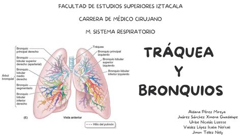 Tráquea y Bronquios Lizeth uDocz