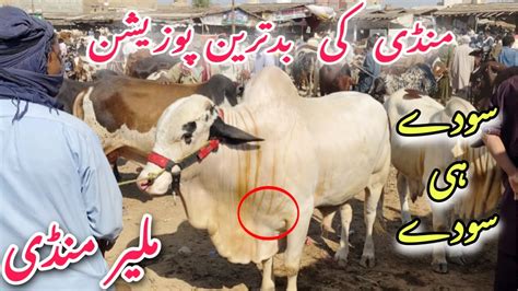 Malir Mandi Karachi Cattle Rates Update Dec Cow Mandi
