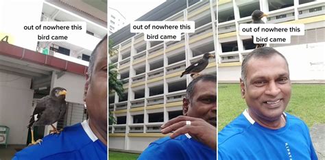 Mustsharenews On Twitter A Tiktok Of A Mynah Landing On A Man S