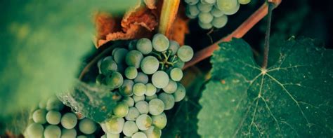 An Italians Quick Guide To Chianti Wine The Italian On Tour Small
