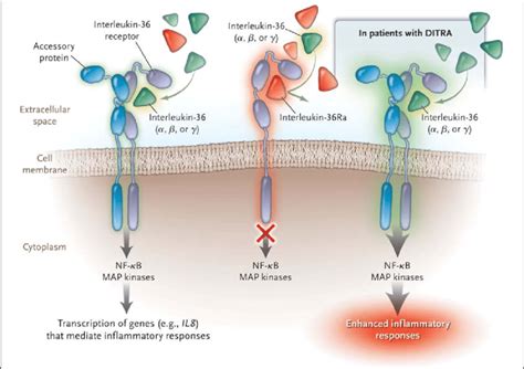 Disinhibition Of The Signaling Pathway Activated By Interleukin