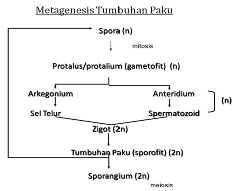 Metagenesis Pada Tumbuhan Paku Didominasi Oleh Fase Homecare24