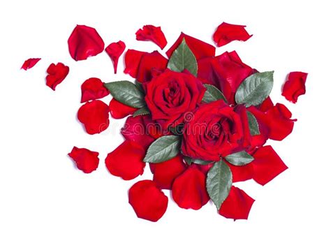 Rosas Vermelhas E P Talas No Fundo Branco Foto De Stock Imagem De