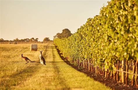 Las 90 principales regiones vinícolas del mundo Revista Sommelier