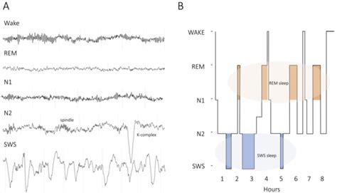 sleep physiology a exemplary eeg traces for wake and each of the download scientific diagram