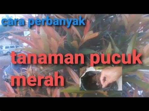 Cara Perbanyak Tanaman Pucuk Merah Dg Mudah Dan Simpel Youtube