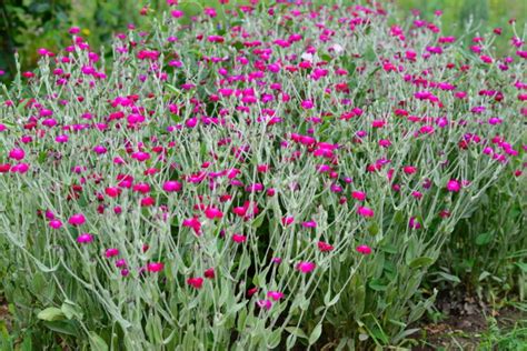 Gorgeous Pink Perennial Flowers That Will Bloom Forever