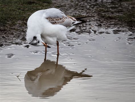 Måge Fugl Vandfugl Gratis foto på Pixabay Pixabay