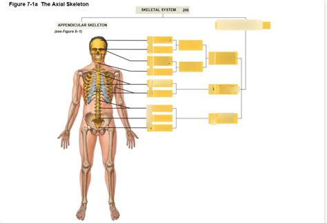 Labeling The Axial Skeleton Diagram Quizlet