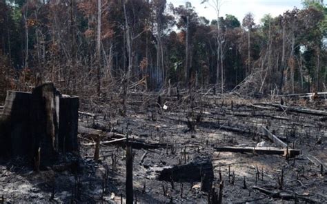 Em 3 anos desmatamento da Amazônia cresceu 56 6 indica pesquisa