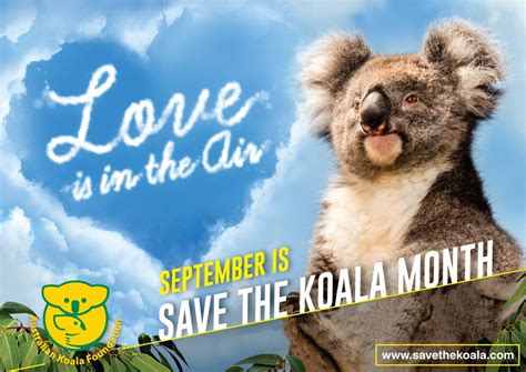 Save The Koala Month Australian Koala Foundation