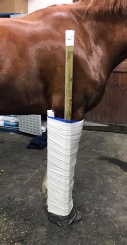 Equine Proximal Limb Lameness Flashcards Quizlet