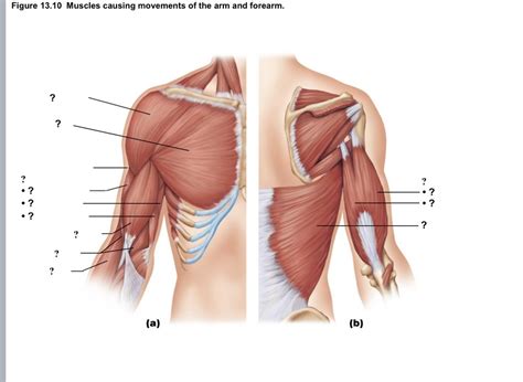 Muscles Causing Movements Of The Arm And Forearm Diagram Quizlet