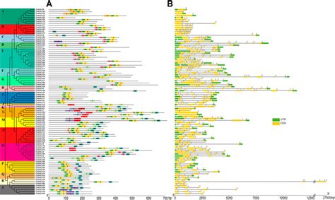 Frontiers Genome Wide Identification Evolution And Expression