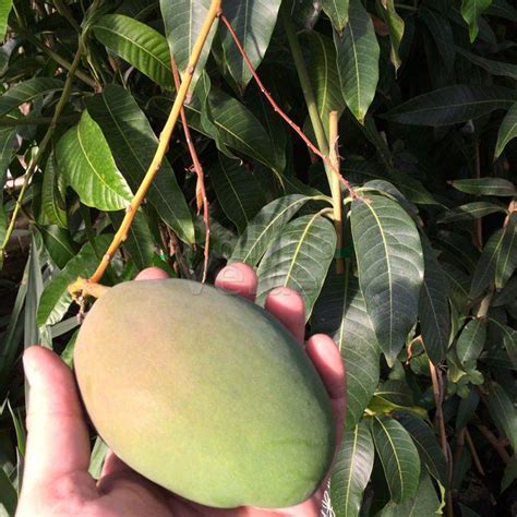 Mangifera Indica Mango Palma Verde Exoten