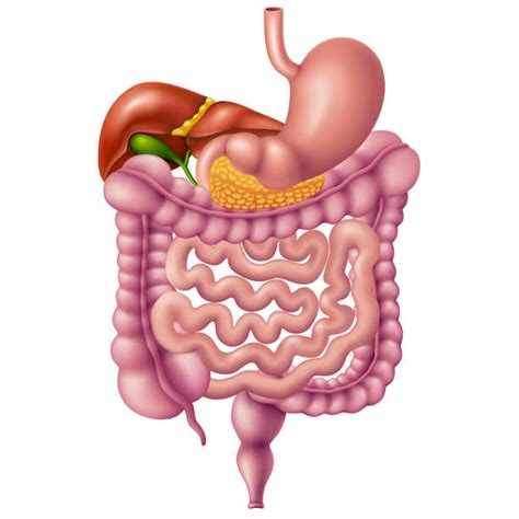 Digestive System Labeling Diagram Quizlet