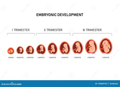 Desarrollo Fetal Del Feto Del Embarazo El Crecimiento Embrionario De La