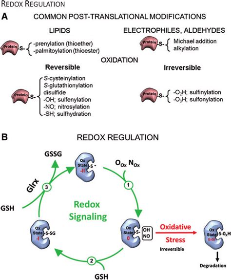 Common Oxidative Modifications And Redox Regulation A List Of Common