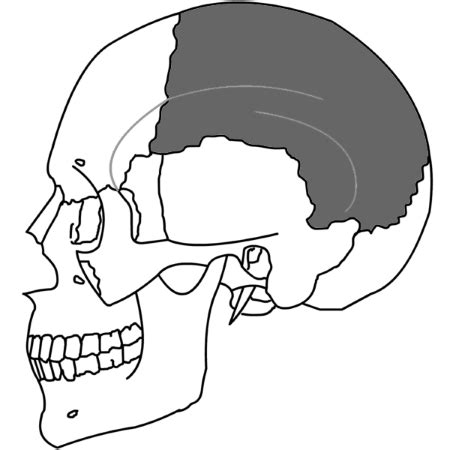 Parietal Bones Of The Skull Anatomy Location Function Study