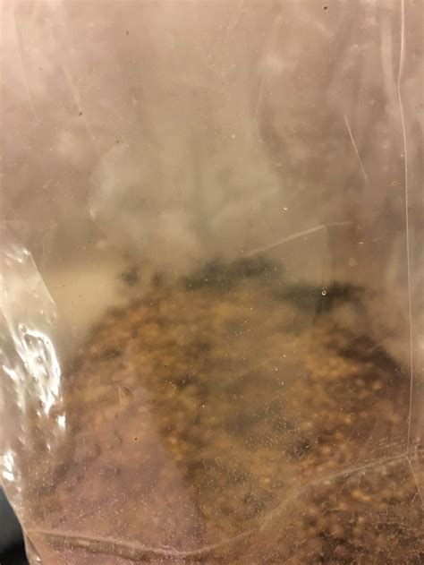 Is My Grow Bag Too Dry Mushroom Cultivation Shroomery Message Board