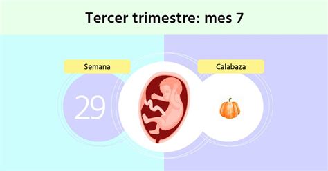 Semana De Embarazo A Partir De Ahora El Beb Ganar Mucho Peso