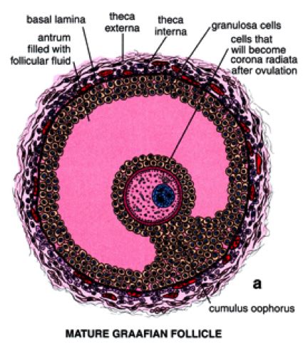 In The Mature Or Graafian Follicle Of The Ovary Telegraph