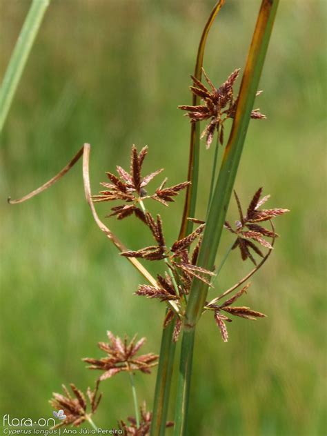 G Nero Cyperus Flora On Portugal Continental