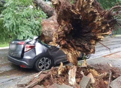 VÍDEO Chuva rápida derruba árvore de grande porte em cima de carro em