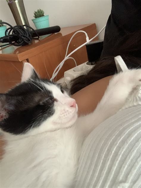 Gloss On Twitter RT WhoIsEncore El Gato Adicto A Teta