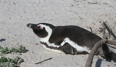Que Cachent Les Manchots Sur La Plage Pix Photo Manchot Empereur