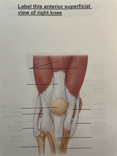 I Label The Knee Joint Anterior Superficial Diagram Quizlet